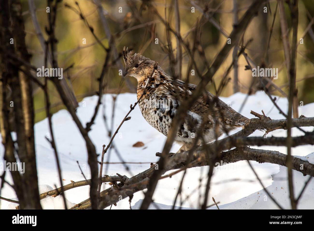 Ruffed Grouse (Bonasa umbellus) hiding in shrubs during winter ...