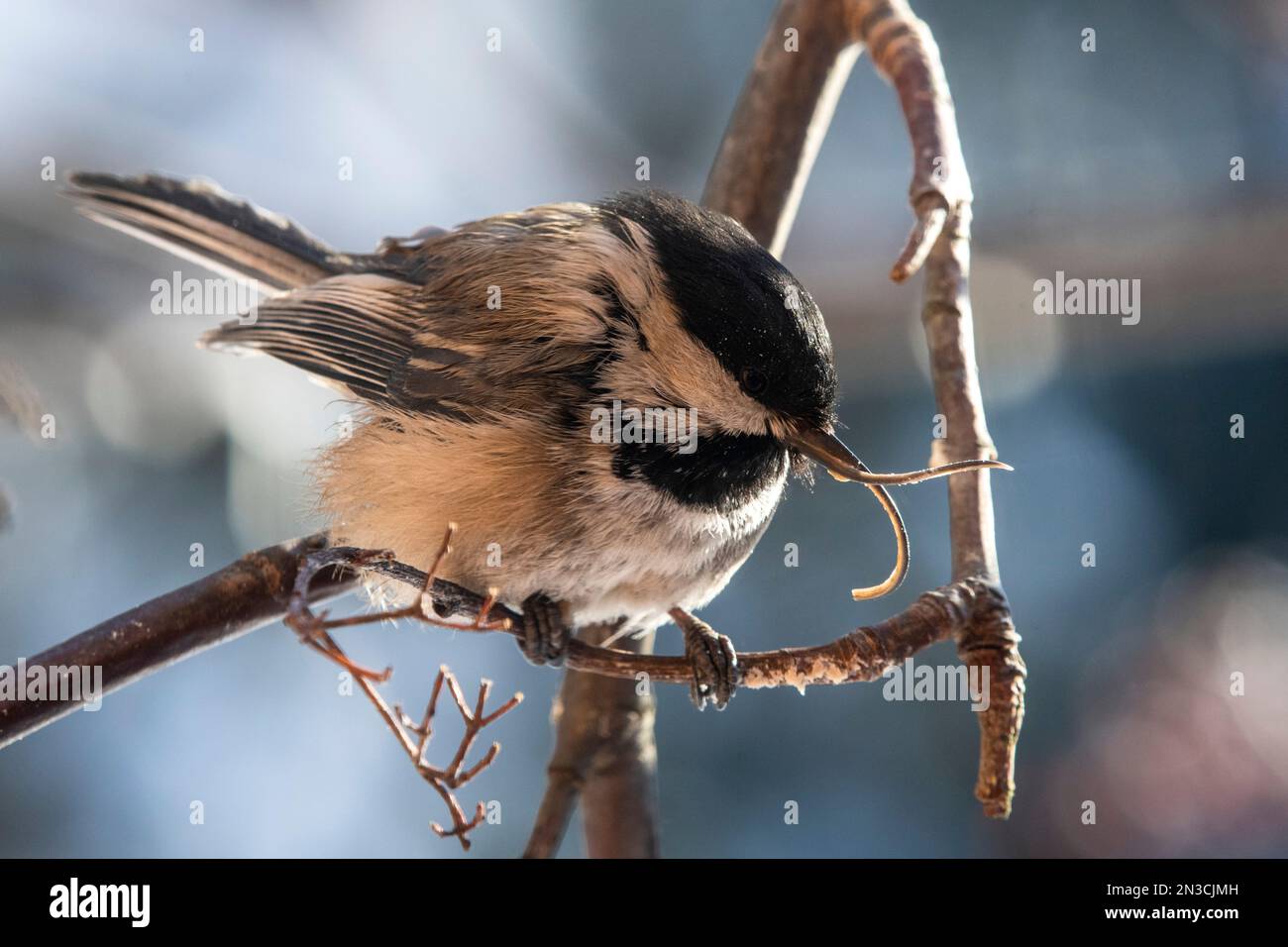 Avian keratin disorder hi-res stock photography and images - Alamy