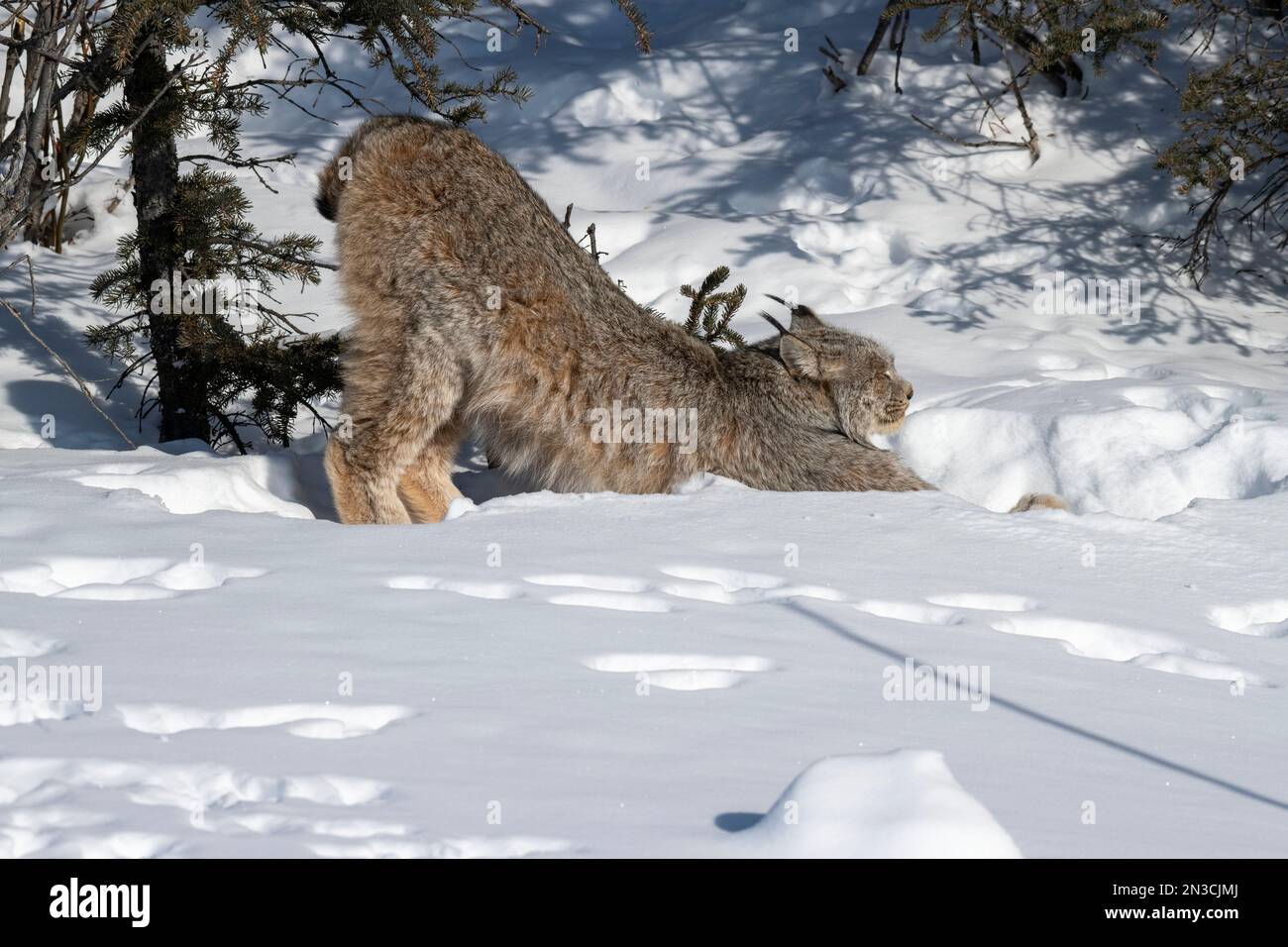 Lynx (Lynx canadensis) stretches as it rises from its snowy resting ...