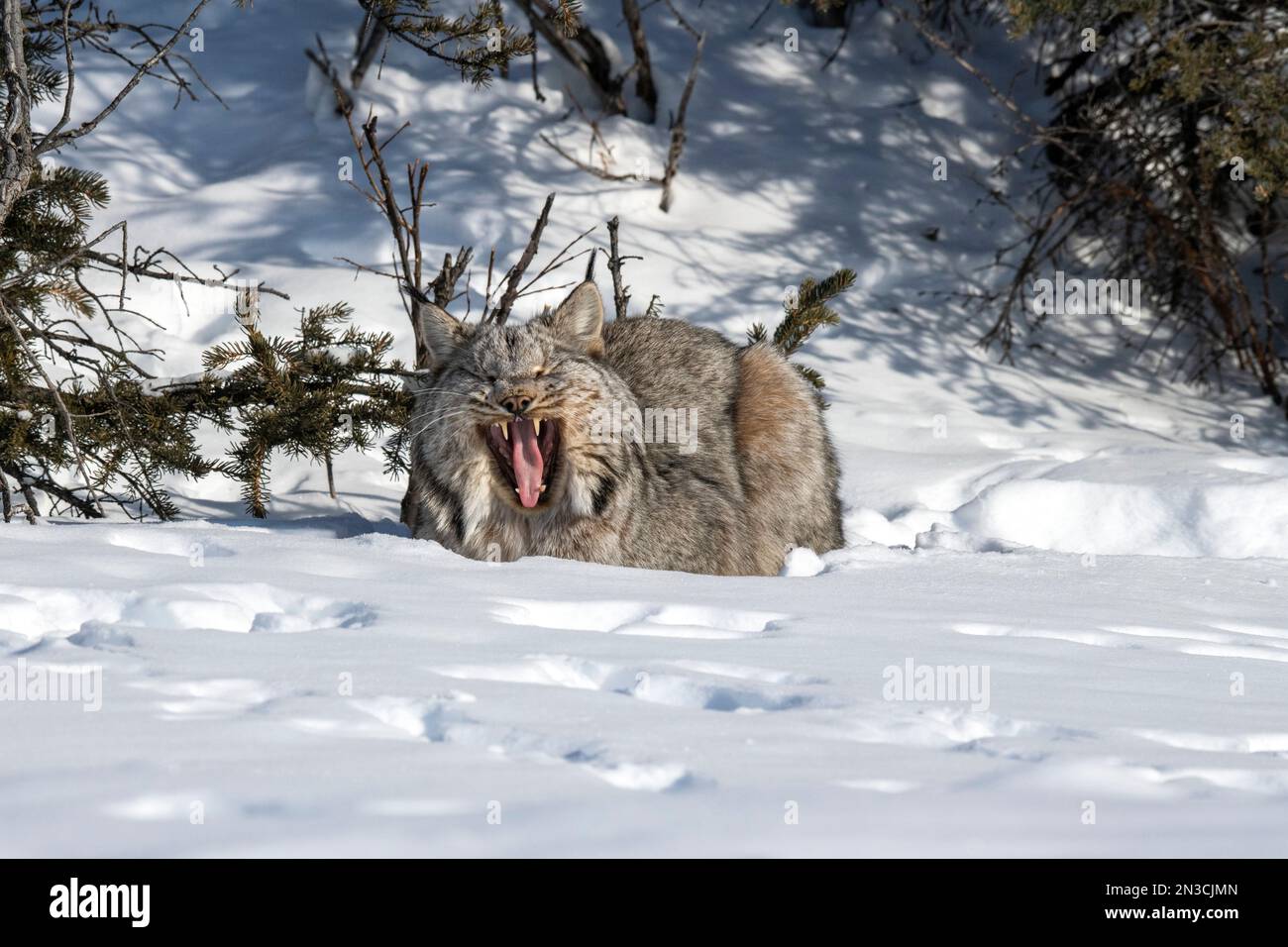 Lynx (Lynx canadensis) yawns as it rests in the snow; Denali National ...