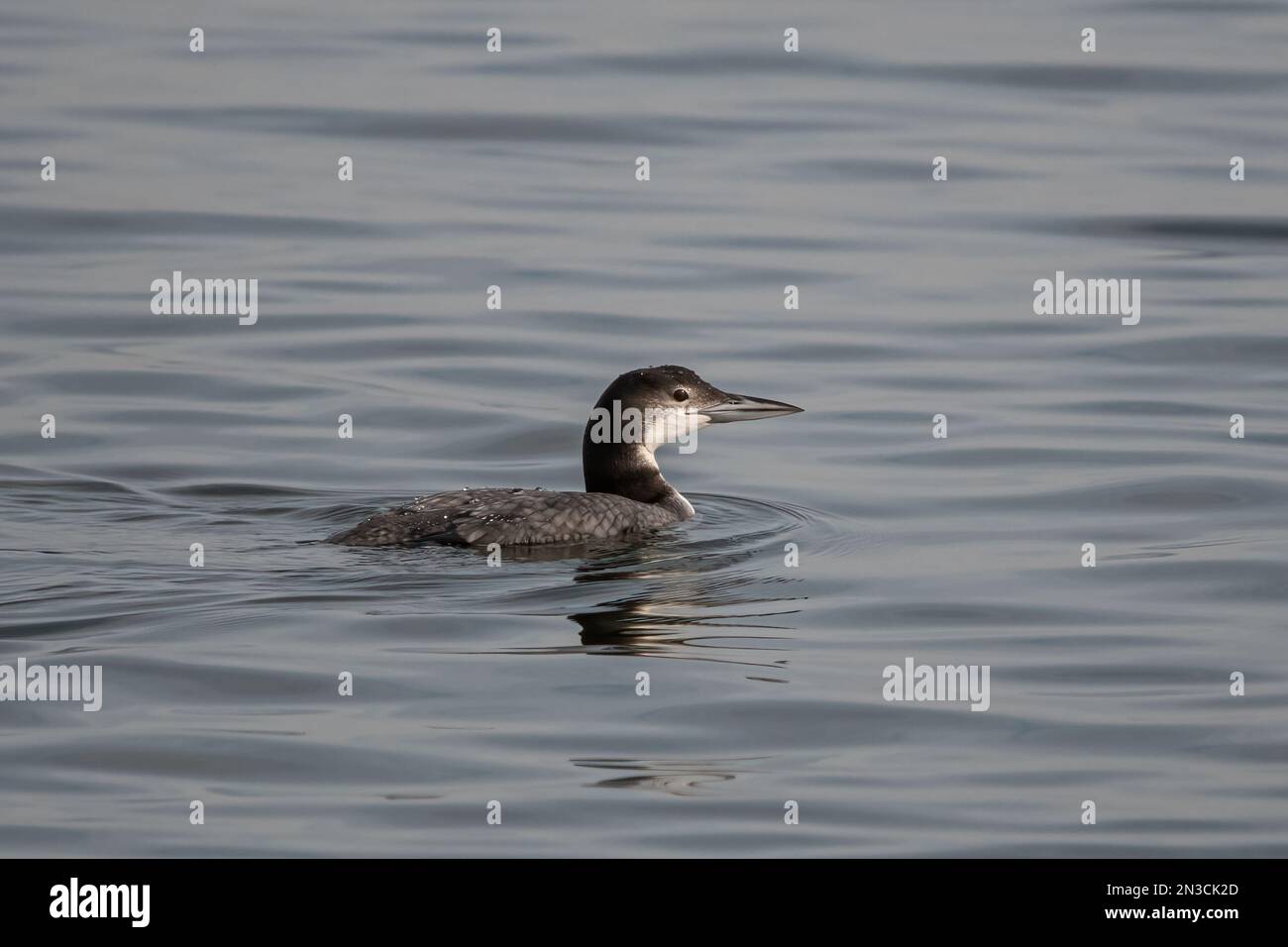 Non breeding or immature common loon hi-res stock photography and ...