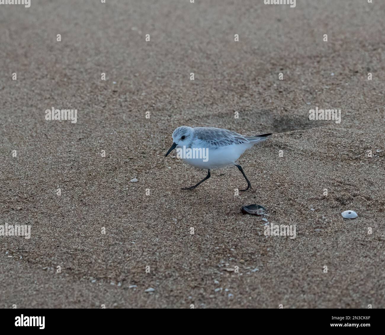 Sanderling breeding plumage on beach hi-res stock photography and ...