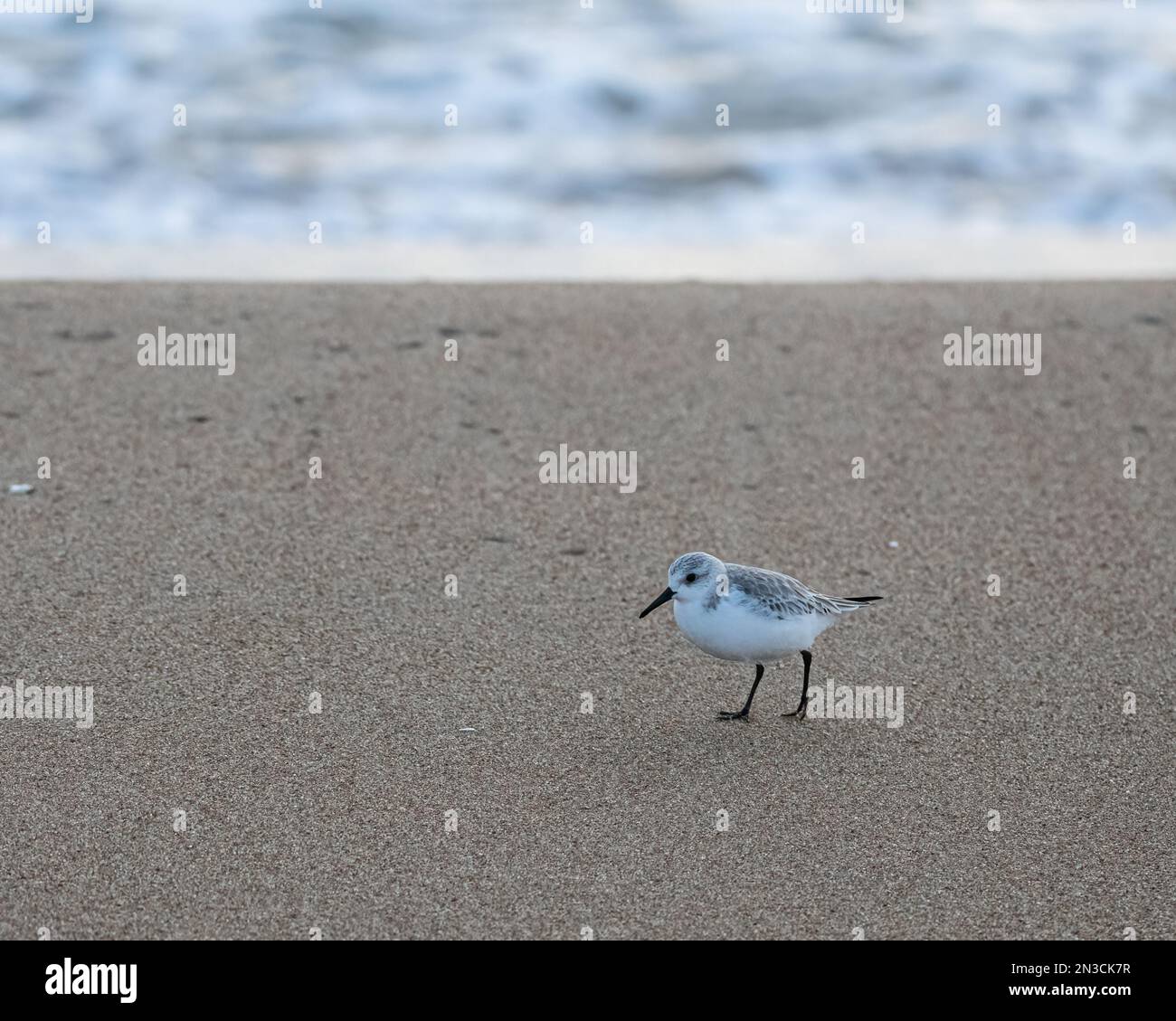 Sanderling breeding plumage on beach hi-res stock photography and ...