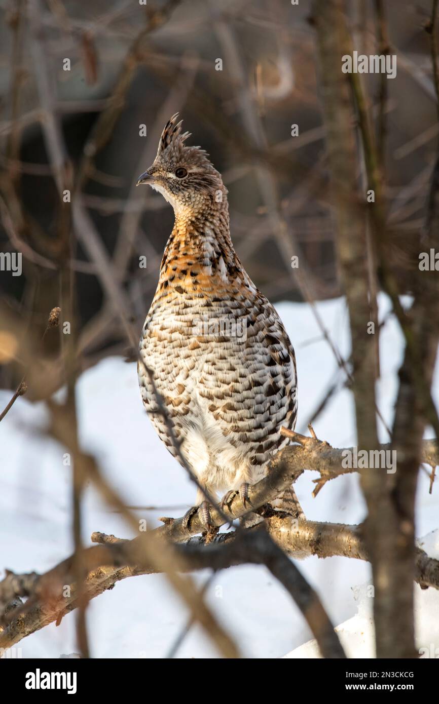 Ruffed Grouse (Bonasa umbellus) hiding in shrubs during winter ...