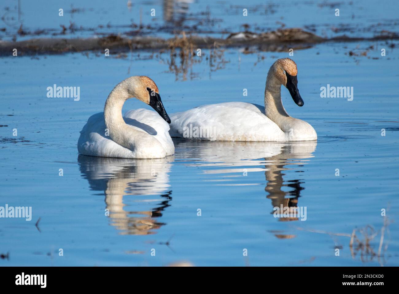 Pair of Trumpeter Swans (Cygnus buccinator) with reflections swimming ...