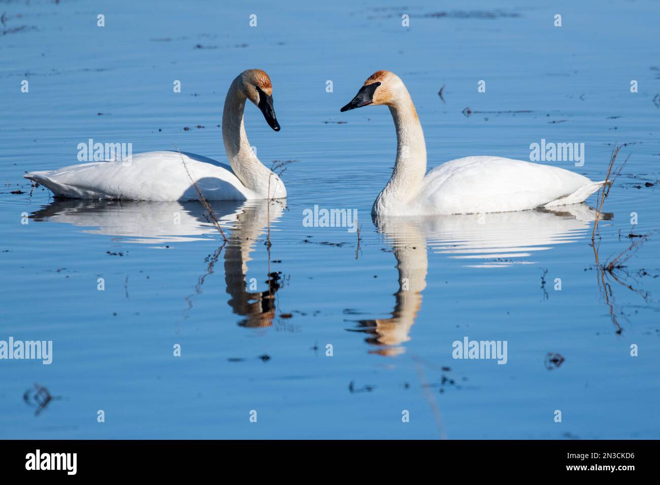 Pair of Trumpeter Swans (Cygnus buccinator) with reflections swimming ...