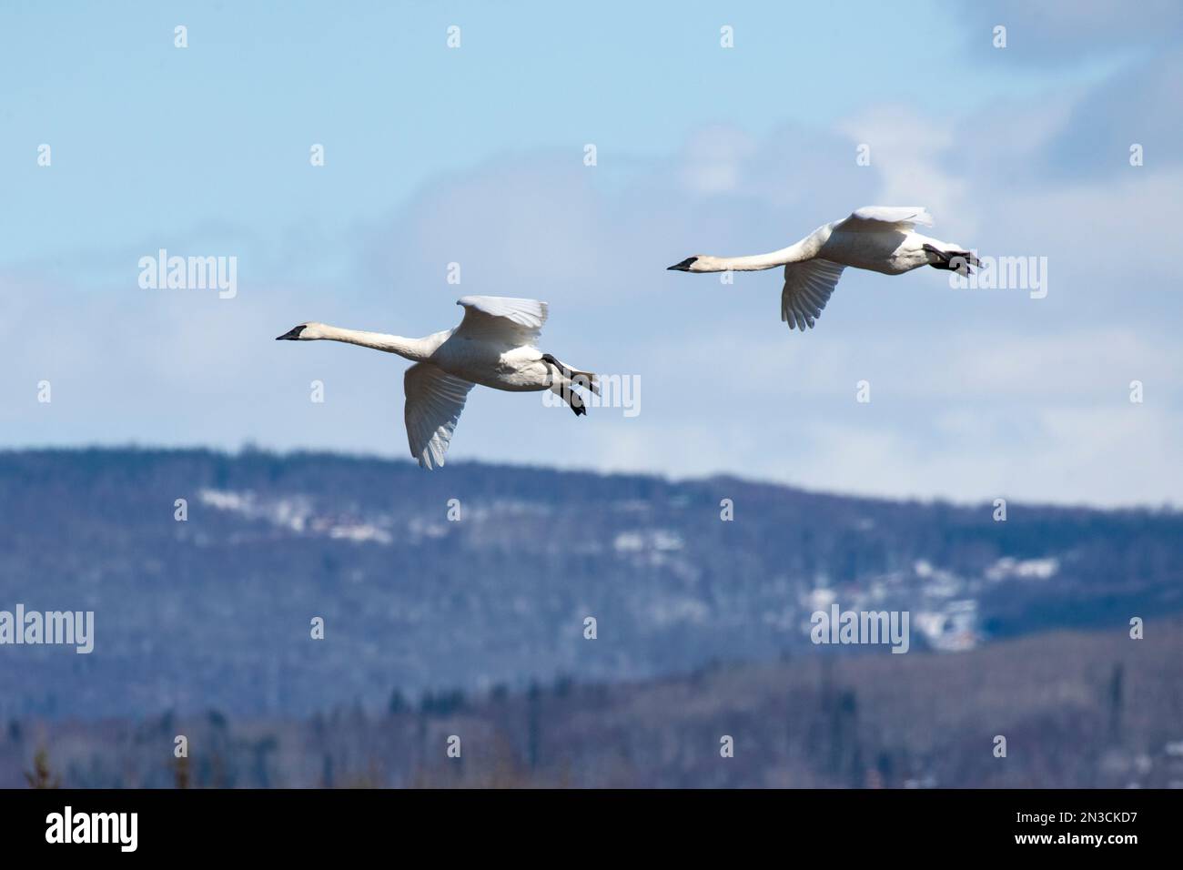 Pair of Trumpeter Swans (Cygnus buccinator) flying over Creamer's Field ...