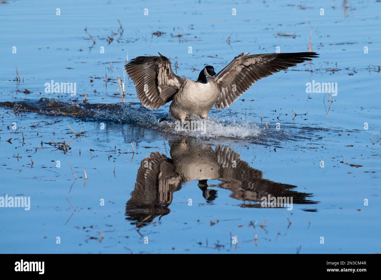 Branta canadensis interior hi-res stock photography and images - Alamy