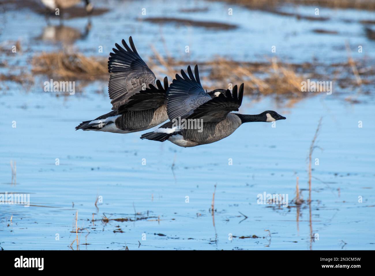 Branta canadensis interior hi-res stock photography and images - Alamy
