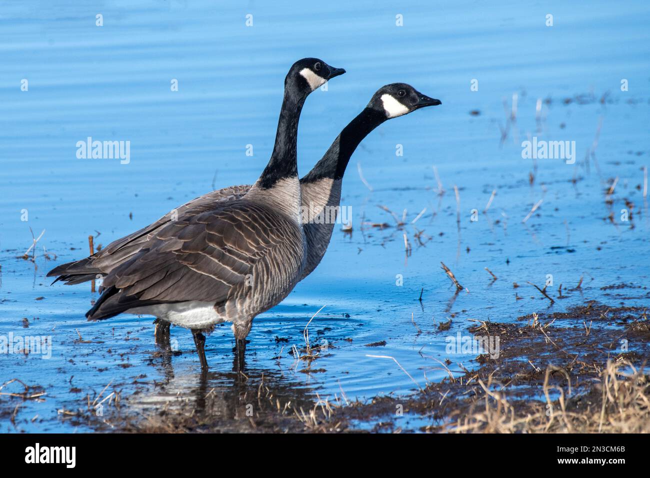 Canada geese (Branta canadensis) standing in shallow water at Creamer's ...