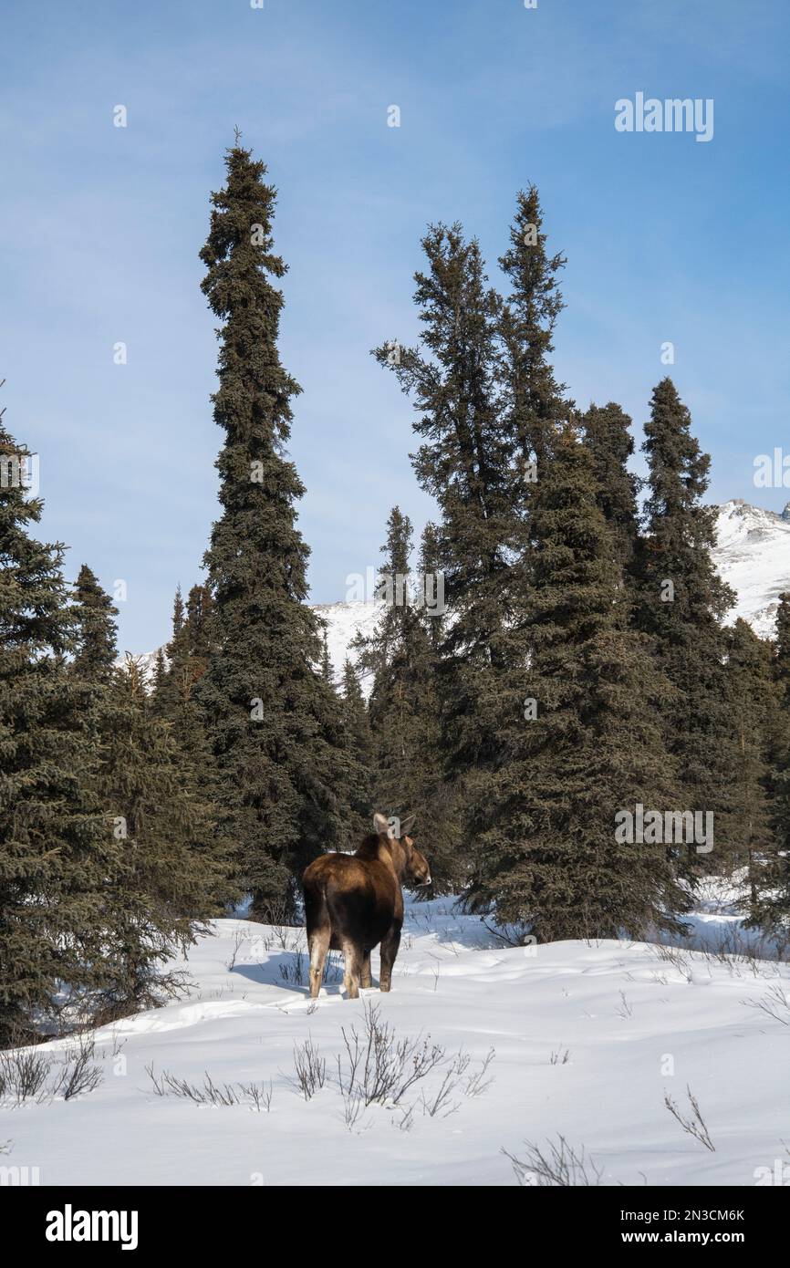 View taken from behind of a cow moose (Alces alces) walking through ...