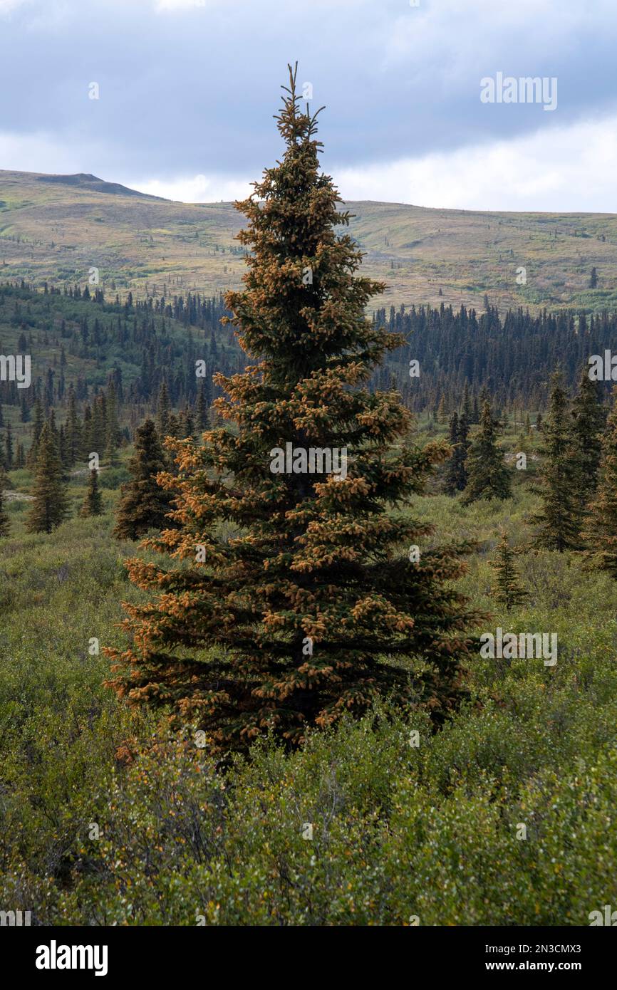 White Spruce tree (Picea glauca) covered with Spruce Needle Rust ...