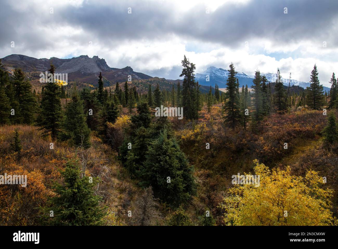 Rugged mountains and fall colored vegetation; Denali National Park and ...
