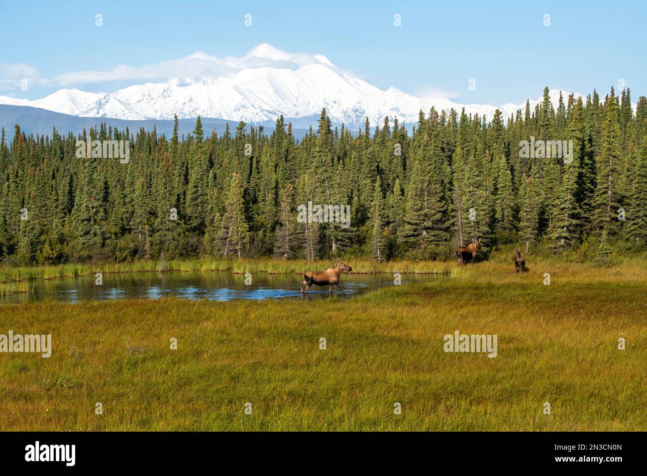 Three Moose (Alces alces) in a pond along the Richardson Highway south ...