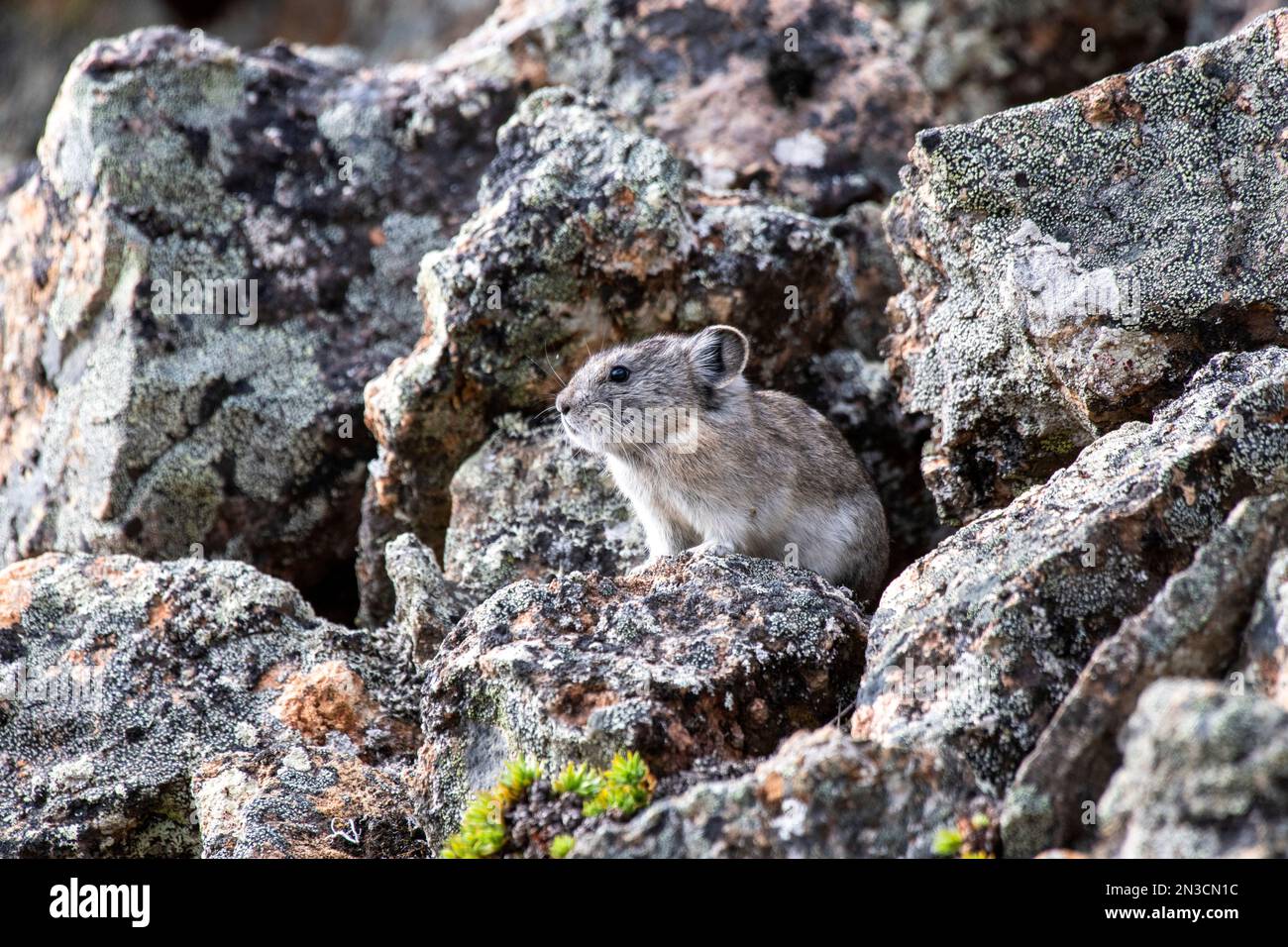Close-up of a Collared Pika (Ochotona collaris) in lichen covered rocks ...