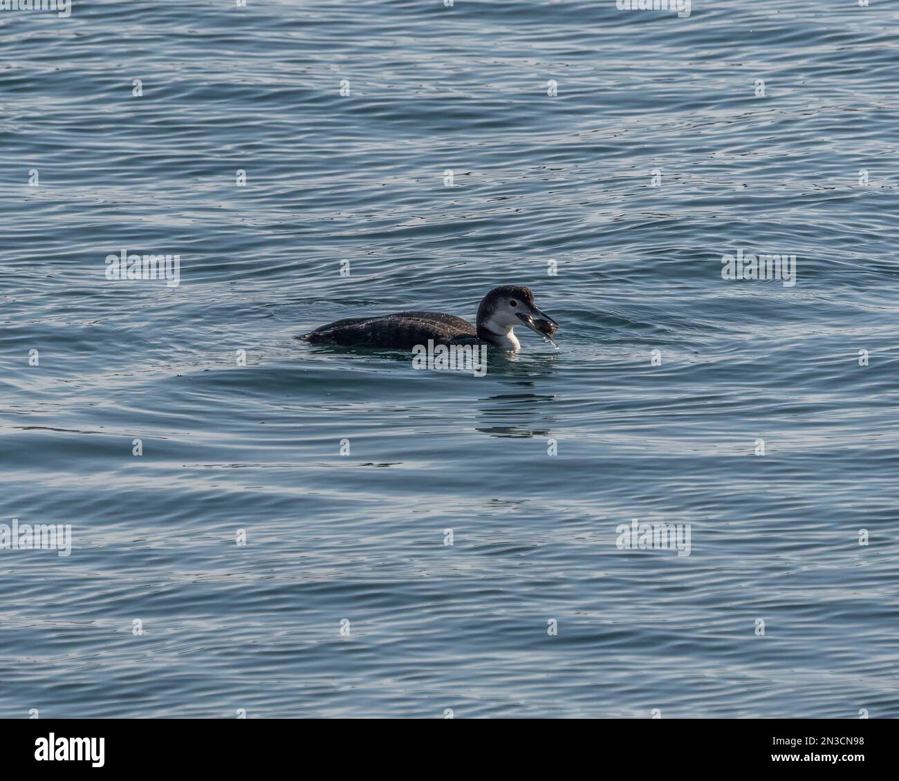 A common loon in non-breeding plumage Stock Photo - Alamy