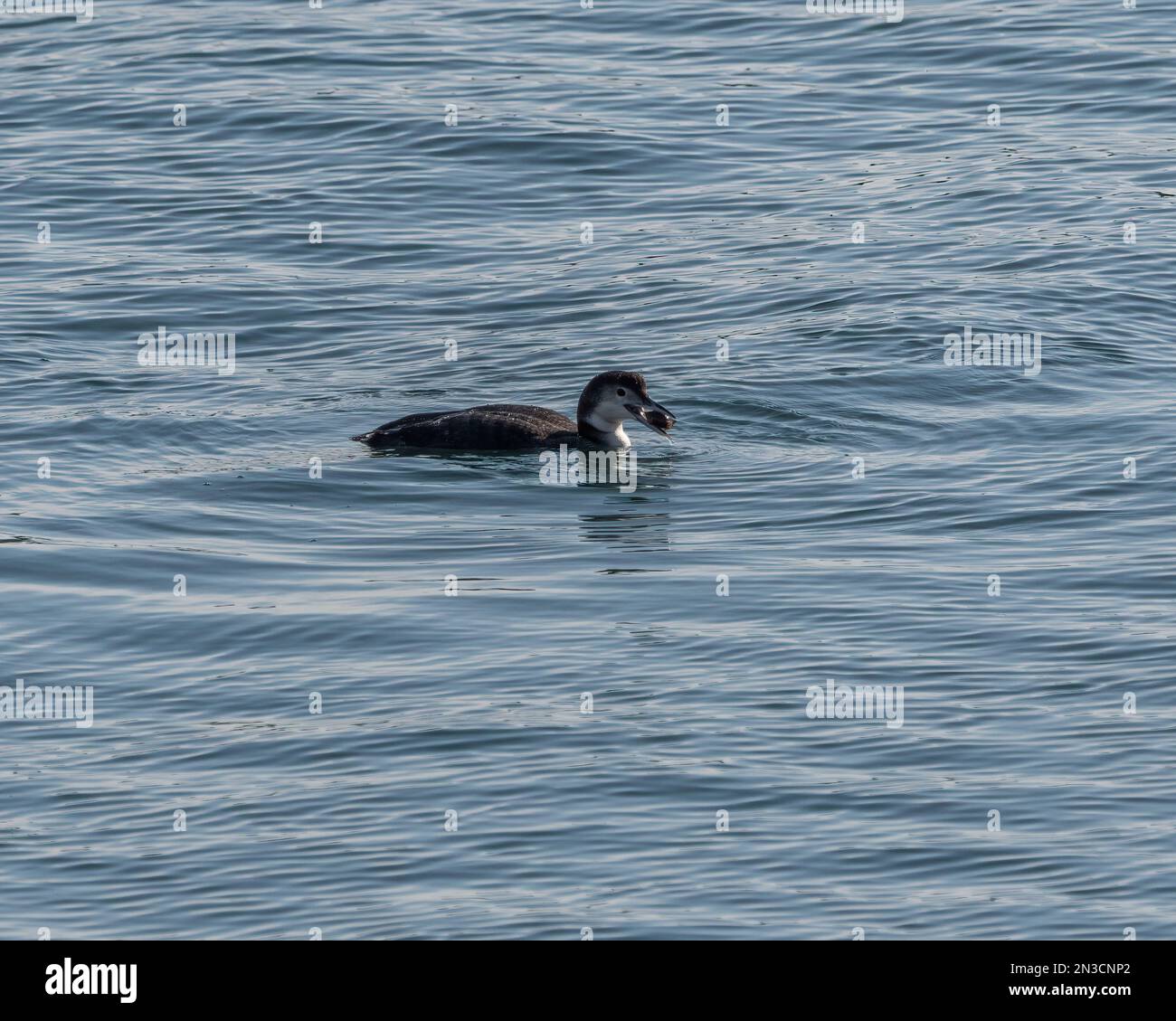 A common loon in non-breeding plumage Stock Photo - Alamy