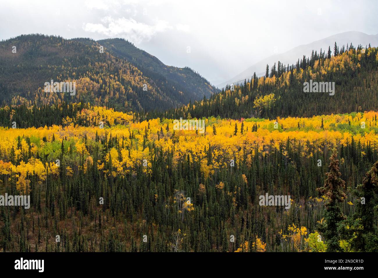 Brightly colored fall foliage and silhouetted mountains along Denali ...