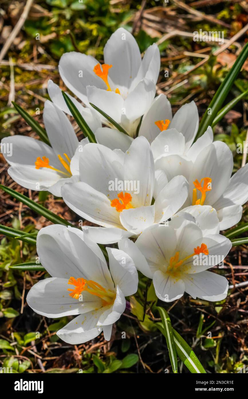 Close-up of white crocus (Crocus sativus); Sitka, Alaska, United States ...