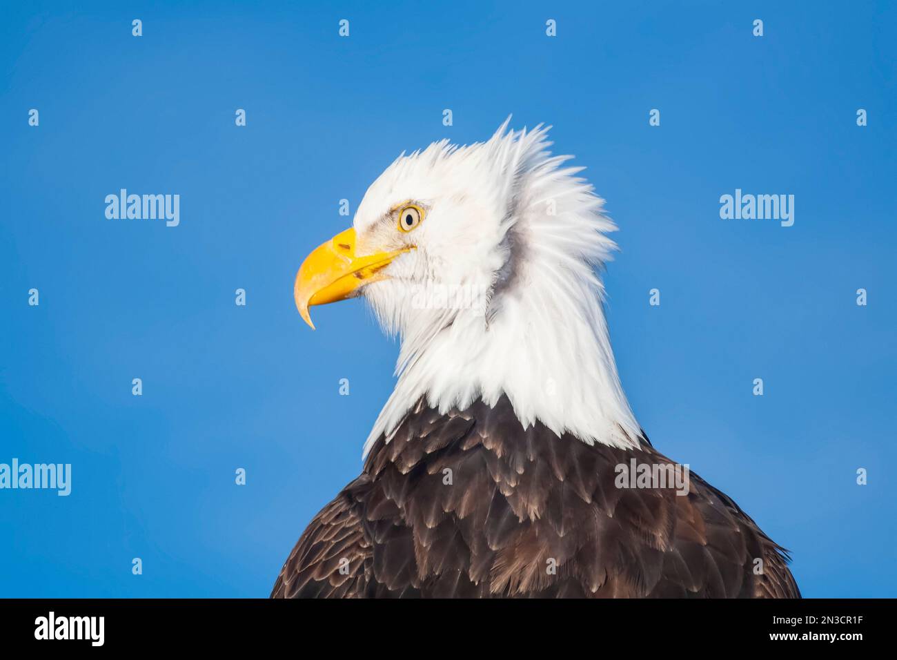 Close-up portrait of an American bald eagle (Haliaeetus leucocephalus ...