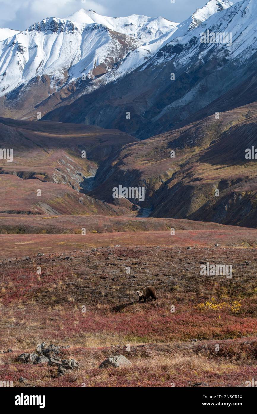 Scenic view of a Grizzly Bear (Ursus arctos horribilis) in the brightly ...