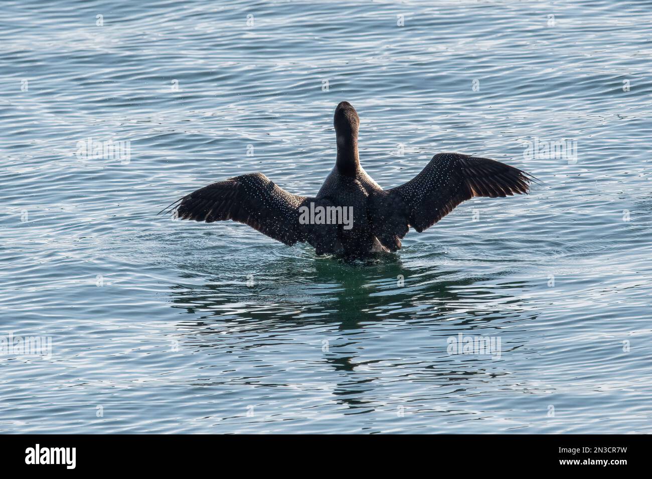 A common loon showing off non-breeding plumage on wingspan Stock Photo ...