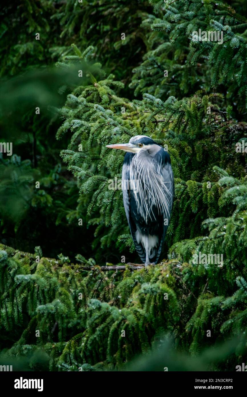 Portrait of a heron (Ardeidae) in an evergreen tree; Sitka, Alaska ...