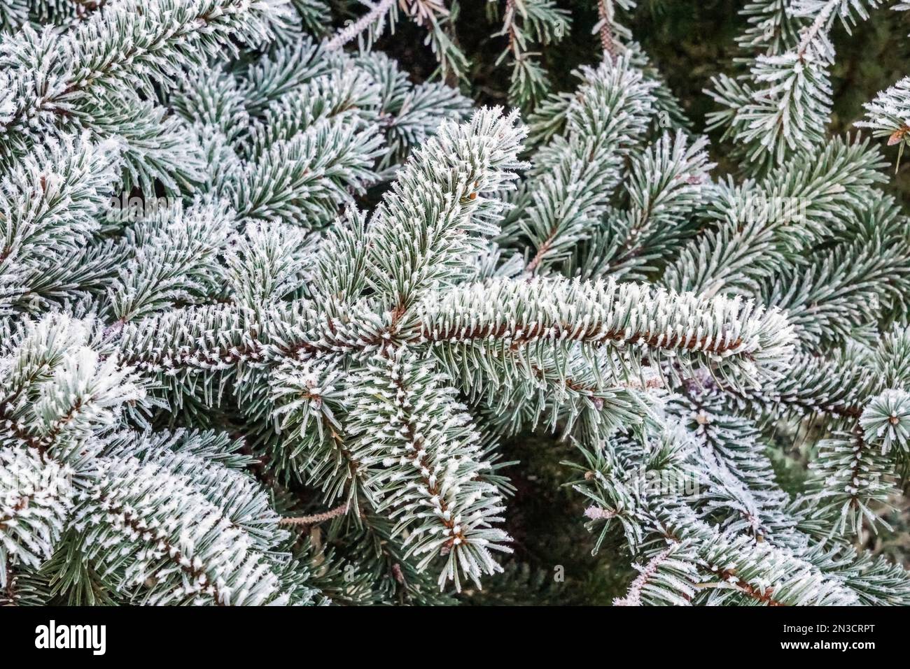 Close-up of frost on an evergreen tree branch; Sitka, Alaska, United ...