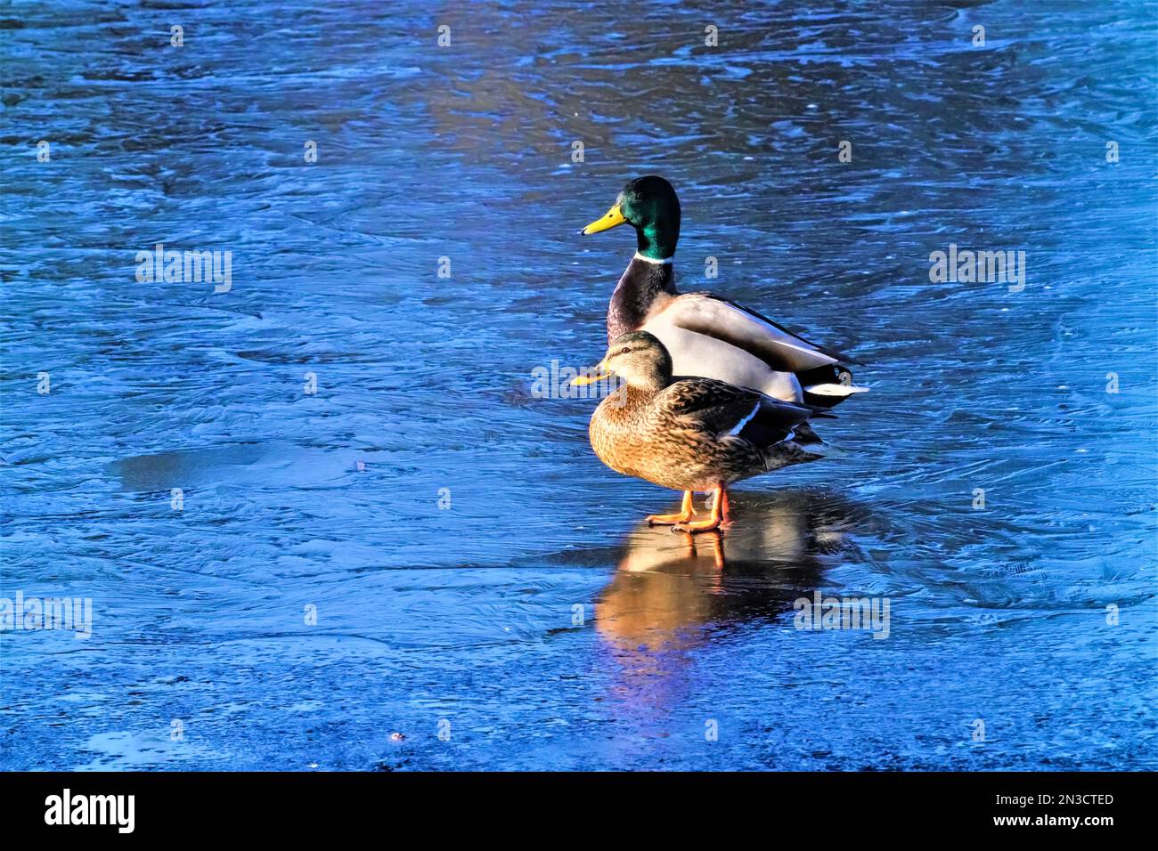 Pair of Mallard ducks (Anas platyrhynchos) standing on the frozen over ...