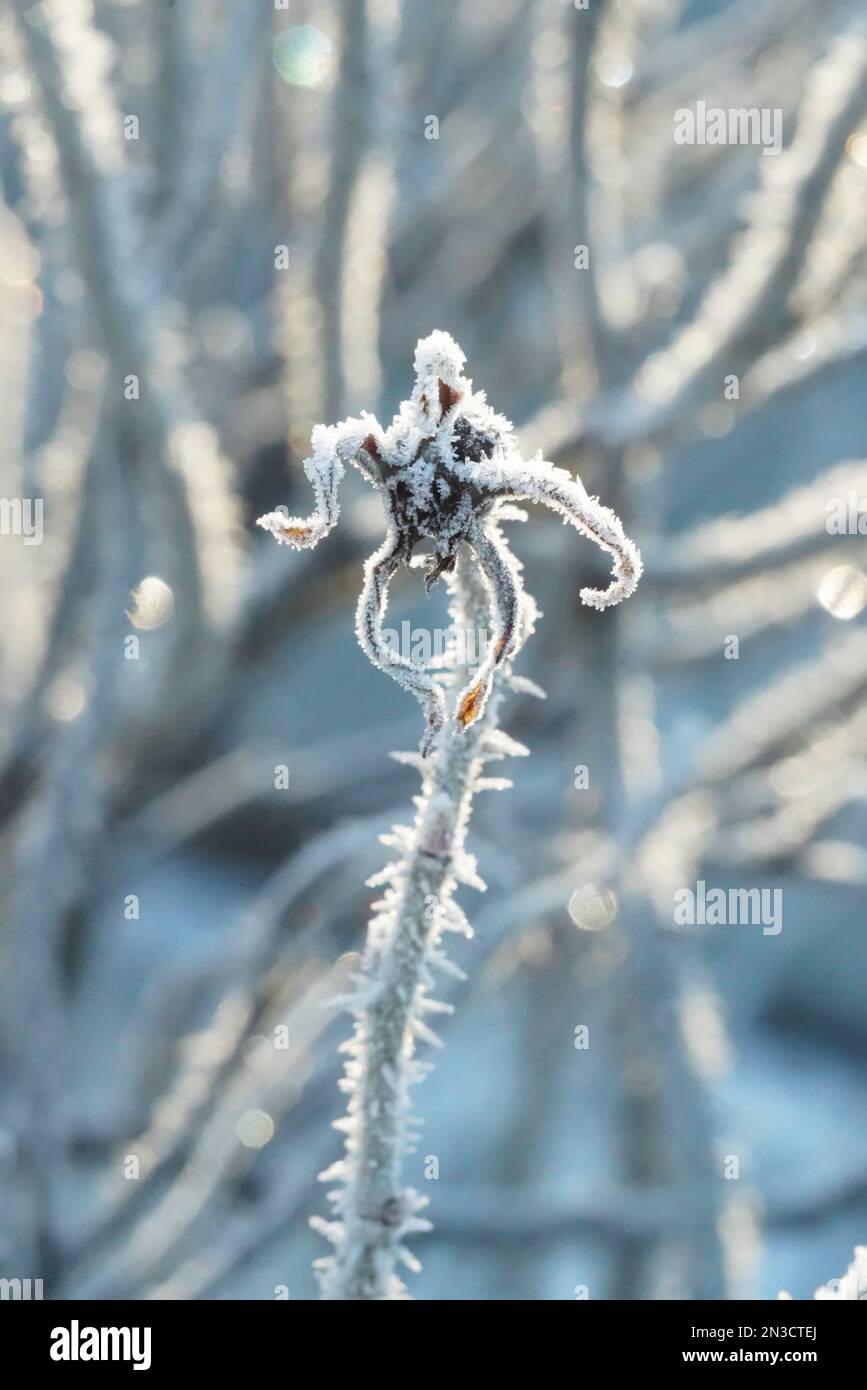 Hoar frost on the remnants of a Sitka Rose (Rosa rugosa); Sitka, Alaska ...