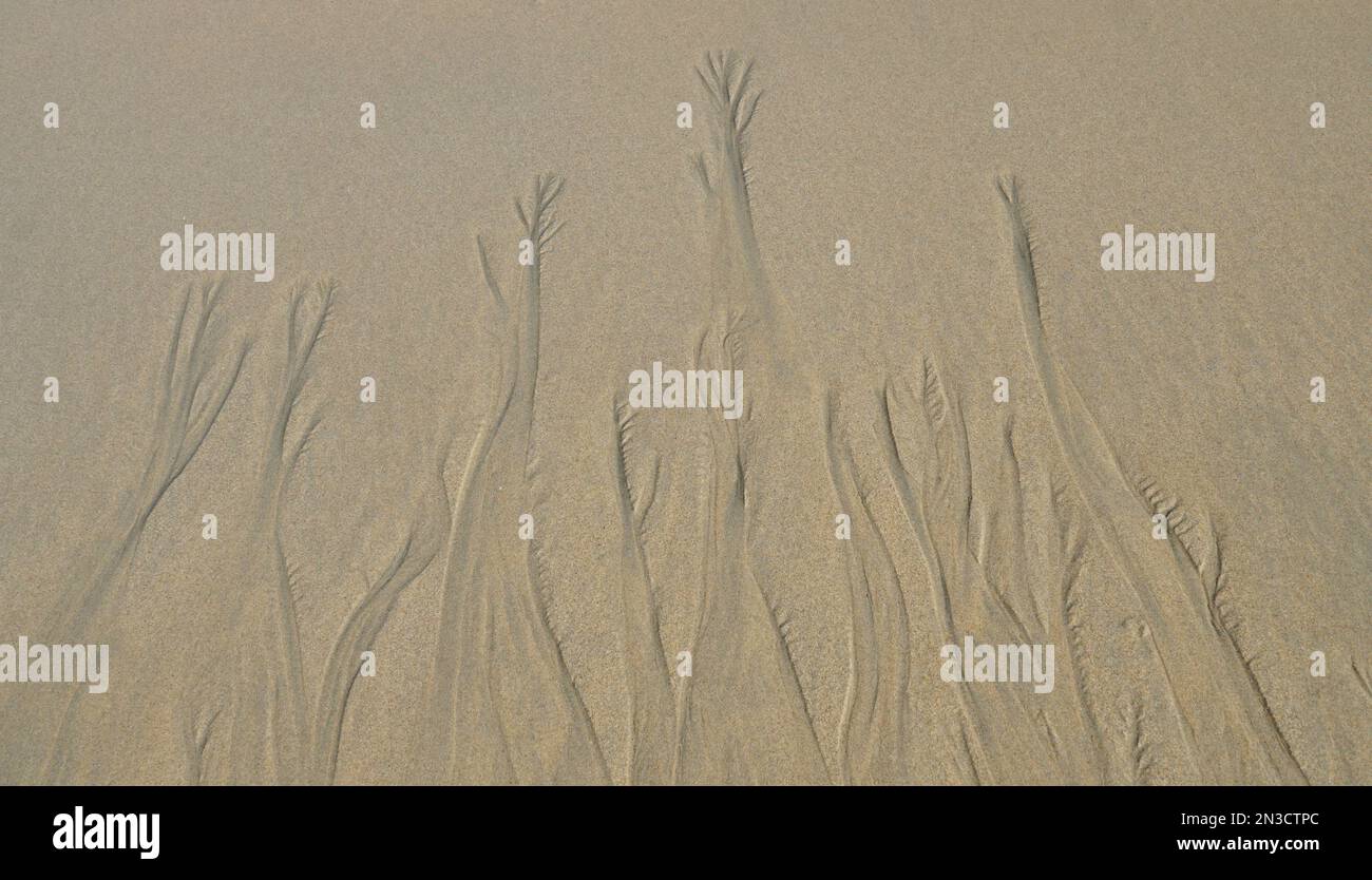 Shapes on wet sand left by water looks like trees, abstract natural ...