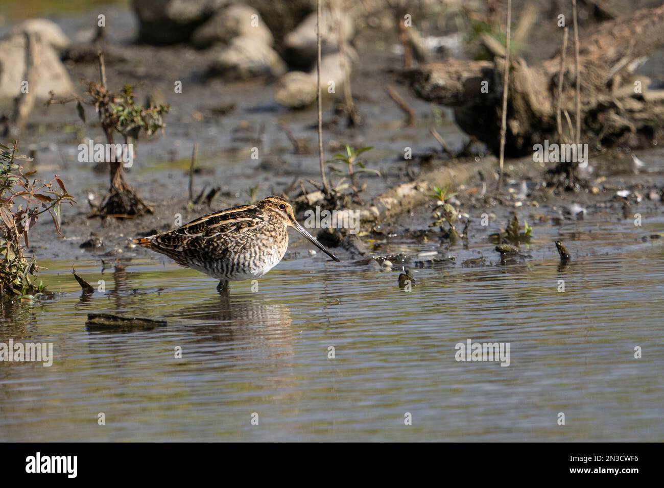 Marsh shallow hi-res stock photography and images - Alamy