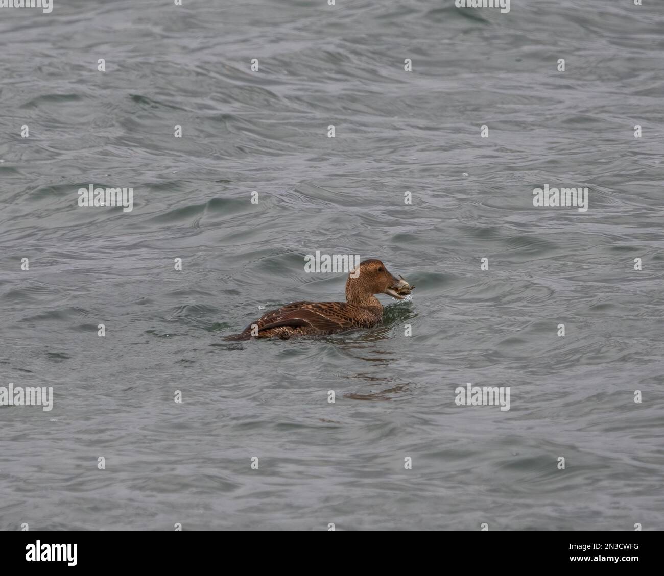 A female common eider eating a crab Stock Photo - Alamy