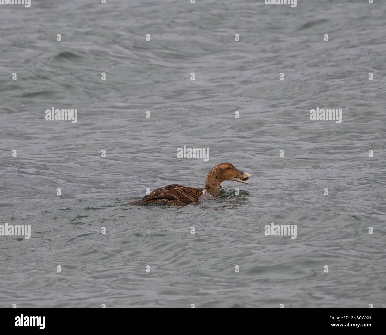 Eider eating hi-res stock photography and images - Alamy