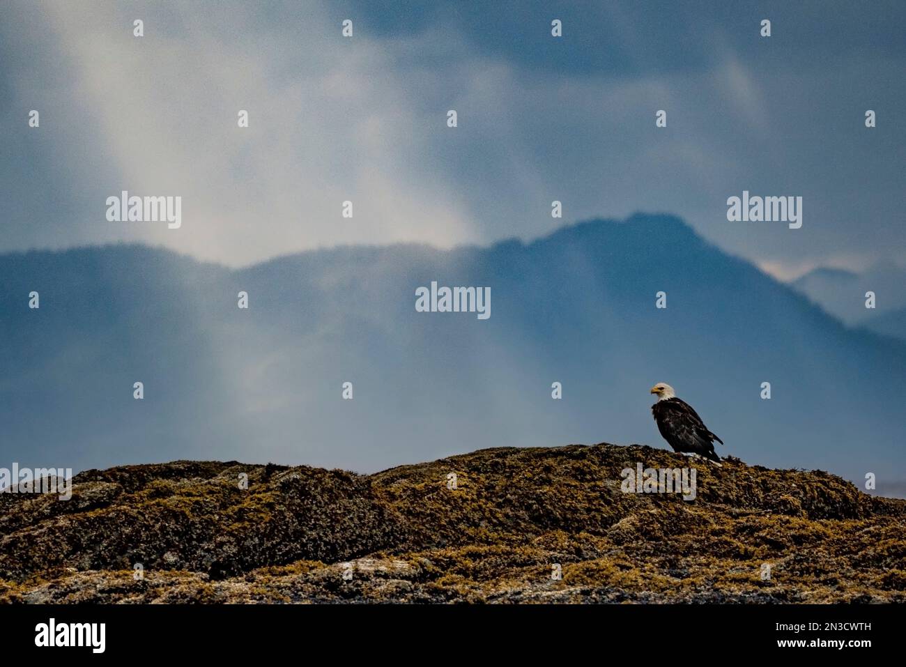 Bald eagle alaska mountains hi-res stock photography and images - Alamy