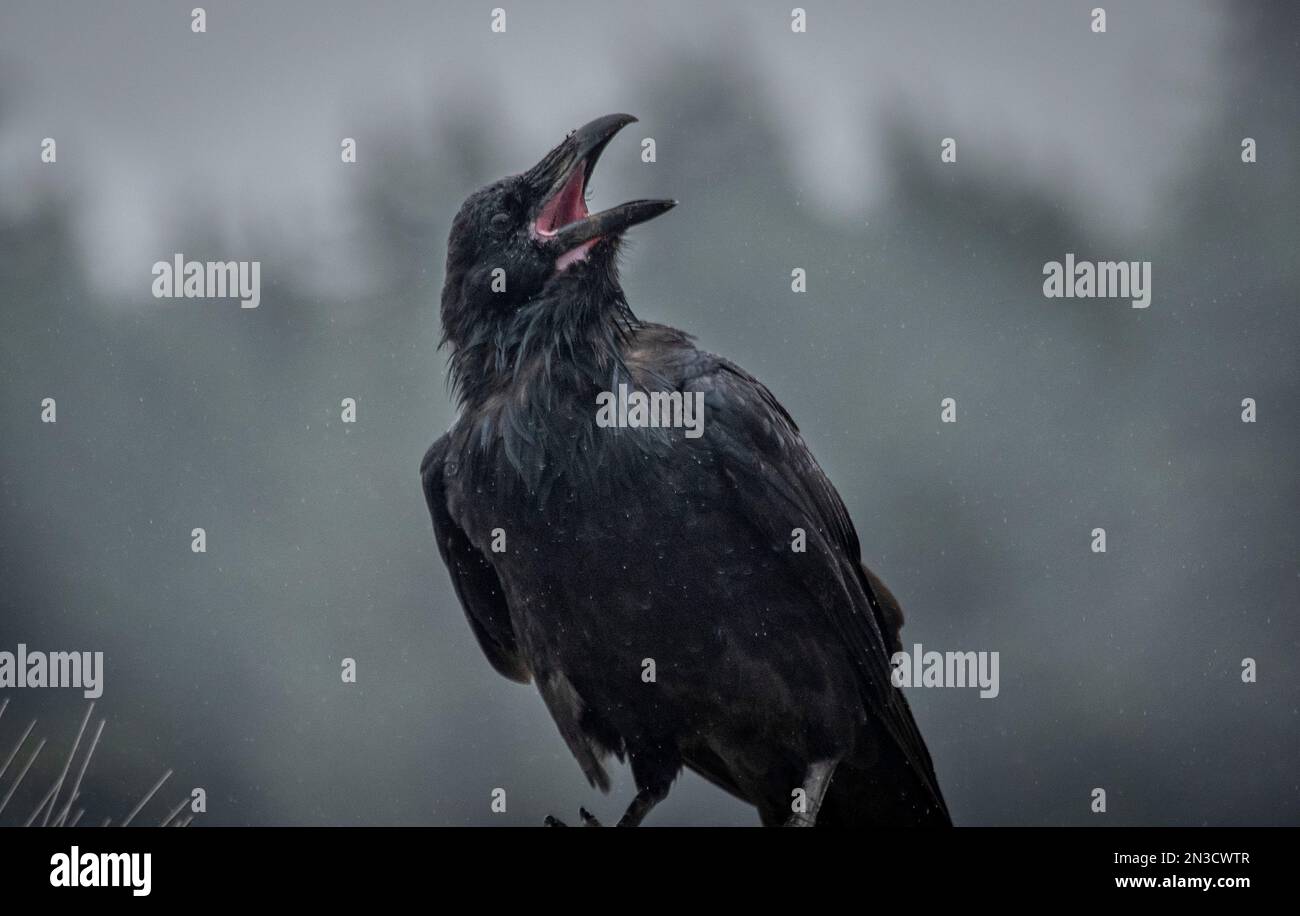Alaska Raven (Corvus corax) calling into the wilds of Alaska. The ...