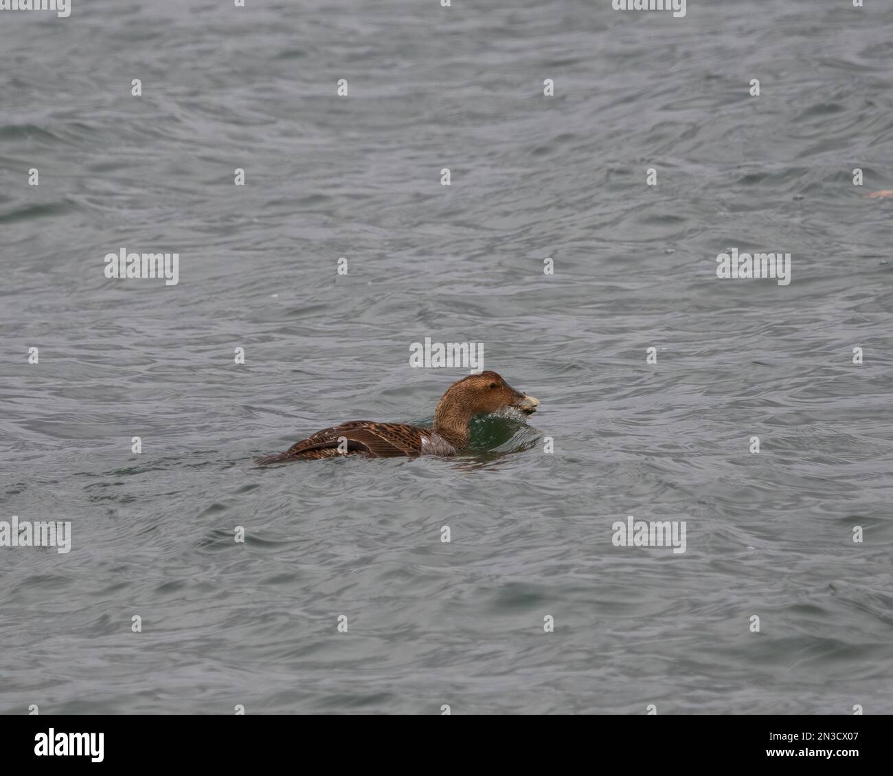 Eider eating hi-res stock photography and images - Alamy