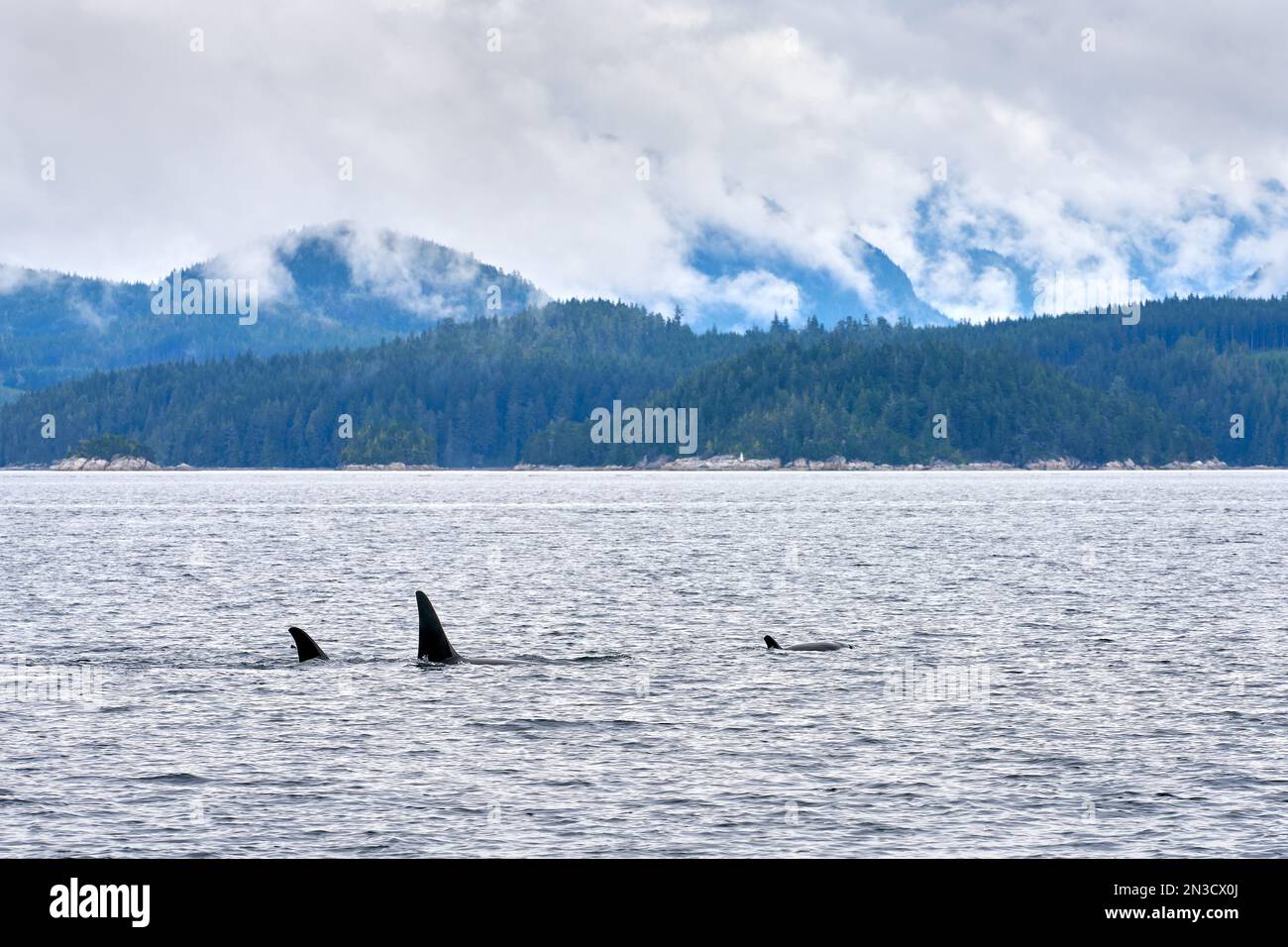Orcas in Johnstone Strait Vancouver Island. A pod of Orcas feeding and ...