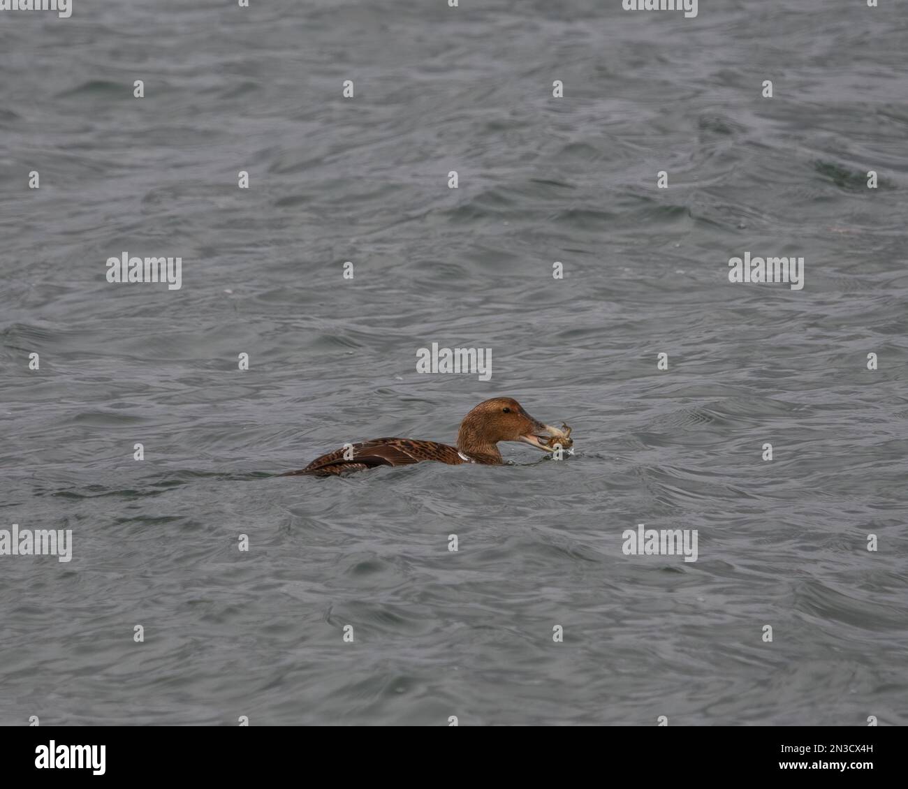 Eider eating hi-res stock photography and images - Alamy