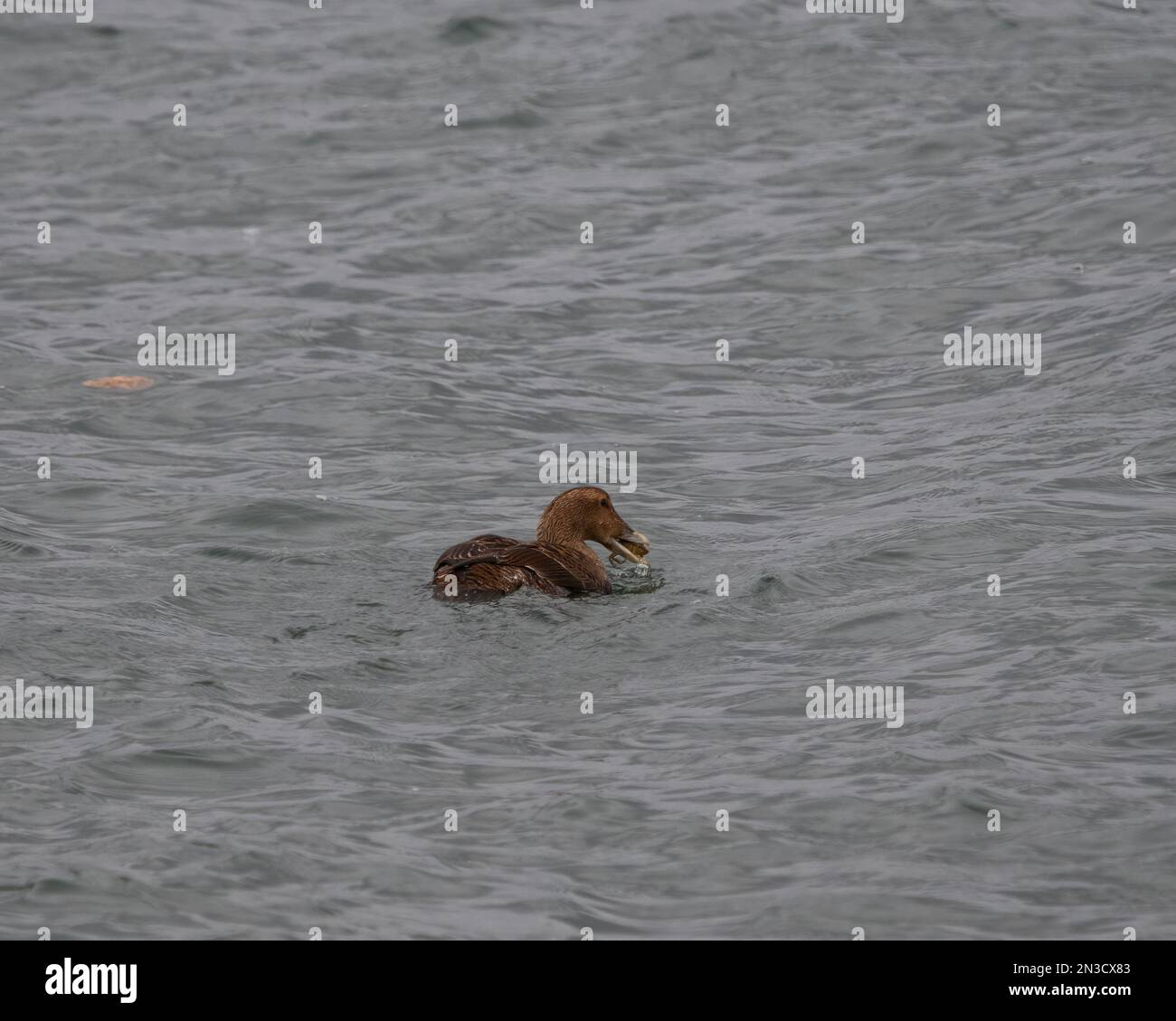 Eider eating hi-res stock photography and images - Alamy