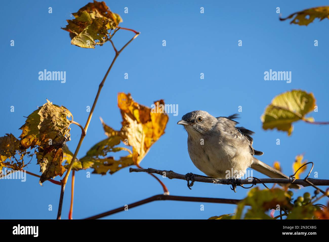 Mockingbird beak hi-res stock photography and images - Alamy