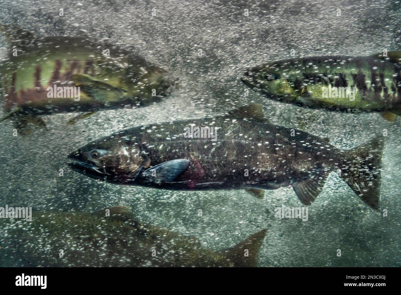 Close-up detail of salmon (Salmonidae) and bubbles in the water in a ...