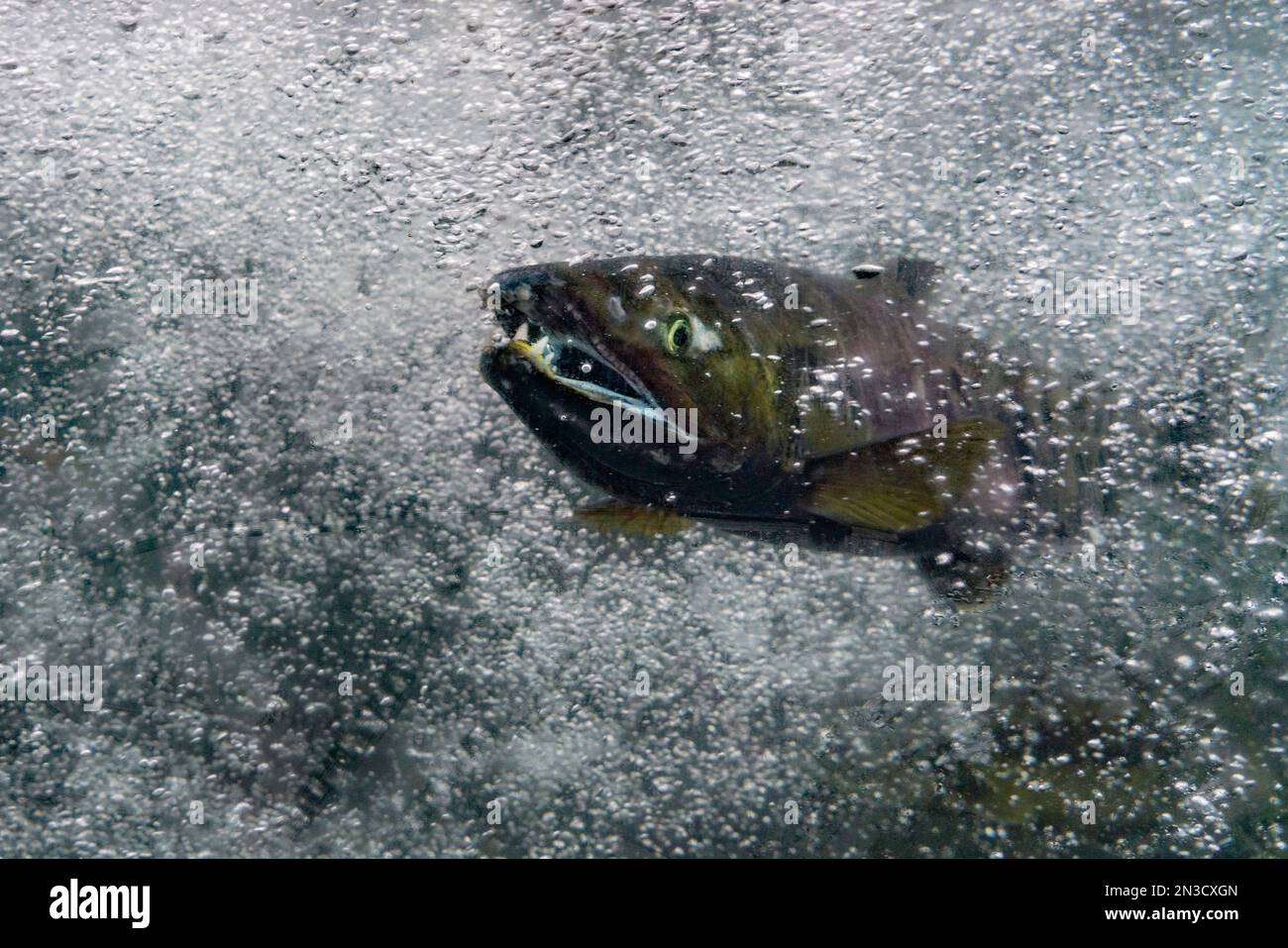 Close-up detail of salmon (Salmonidae) and bubbles in the water in a ...