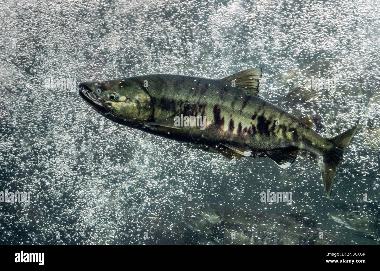 Close-up detail of salmon (Salmonidae) and bubbles in the water in a ...