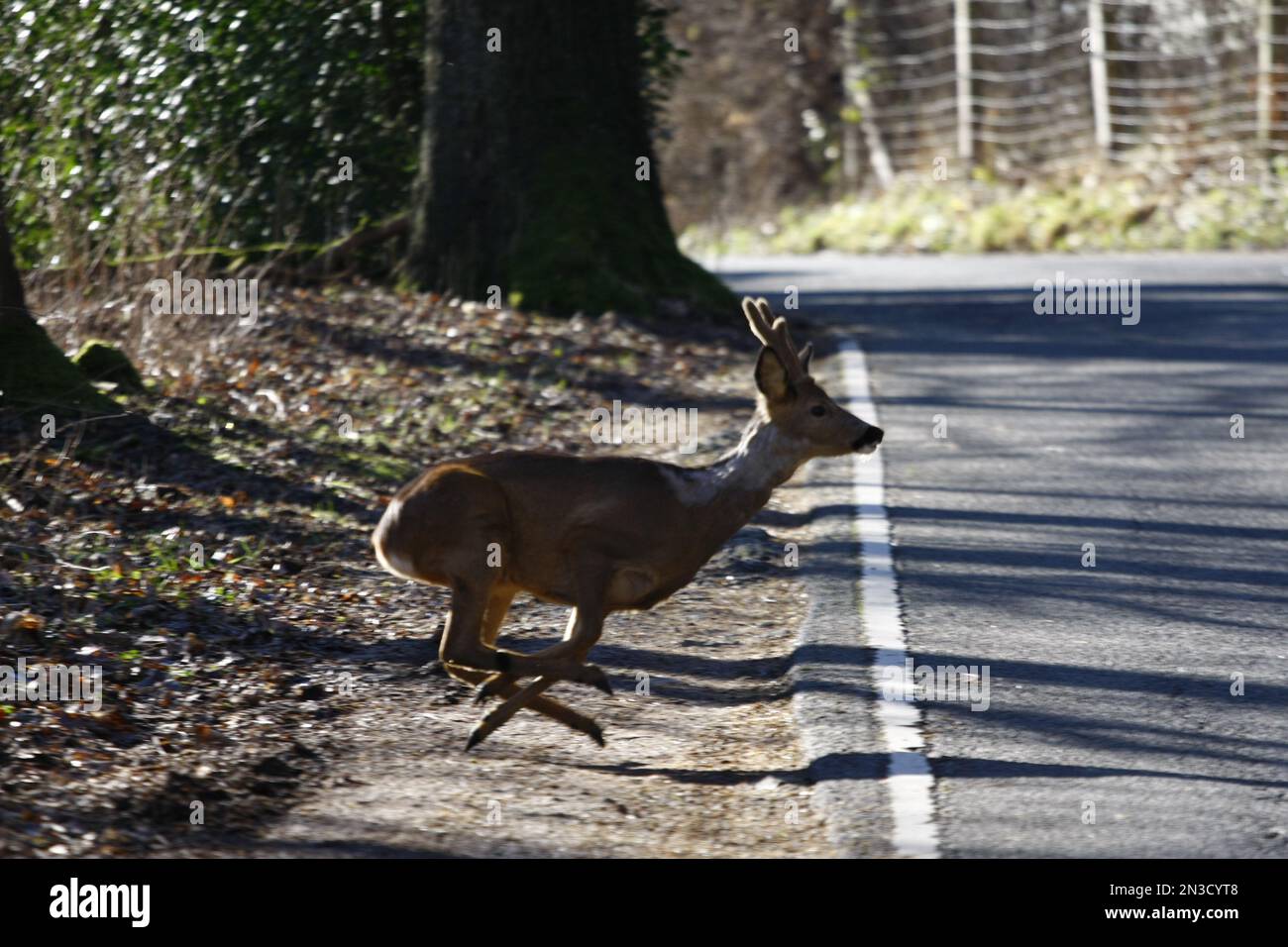 Deer running across the street Stock Photo - Alamy