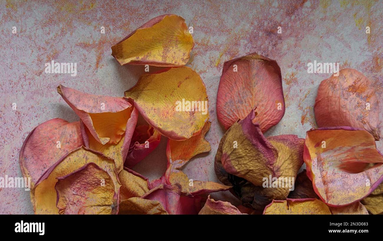 Wilted rose petals Stock Photo - Alamy