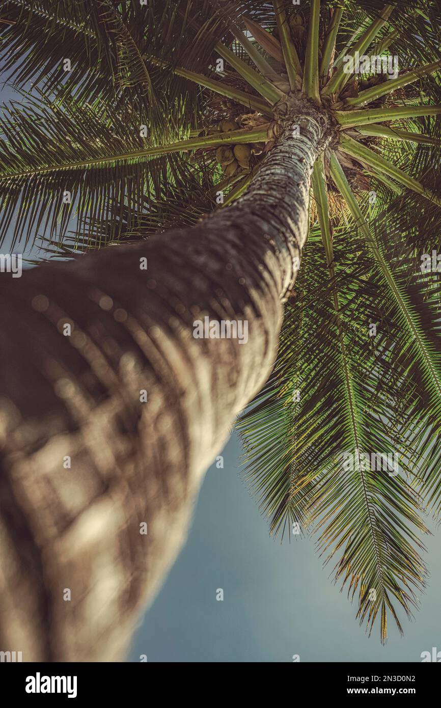 Low angle view looking up at trunk of a coconut palm tree (Cocos ...