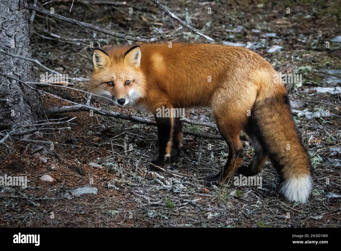 A red fox investigating our camp site in a national park Stock Photo ...