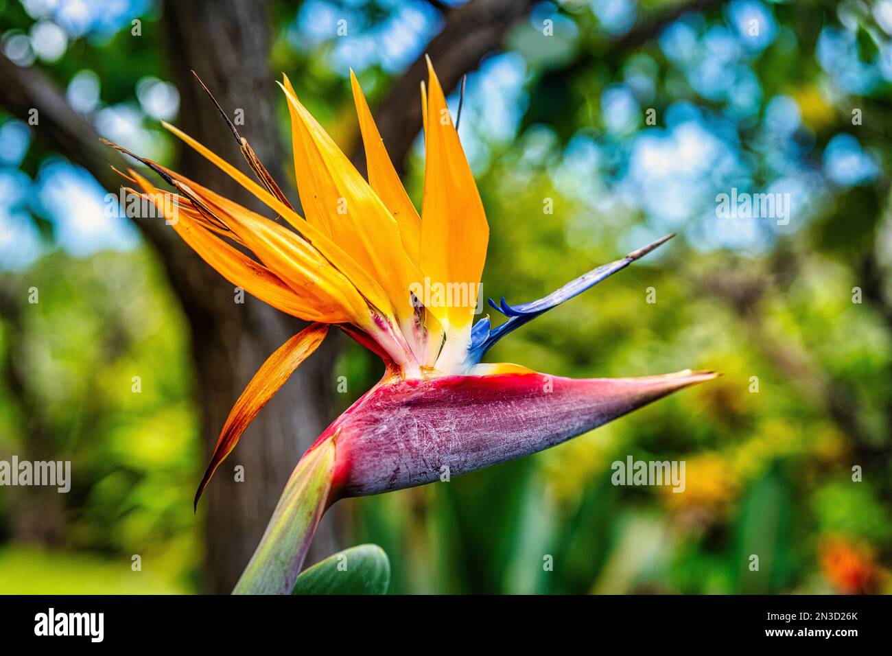 Close up of the dramatic Bird of Paradise flower (Strelitzia reginae ...