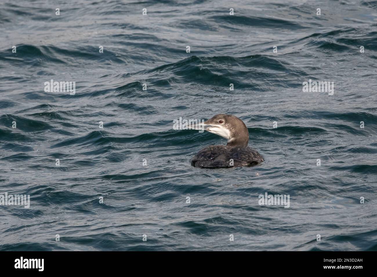 A common loon in the water in non-breeding plumage Stock Photo - Alamy